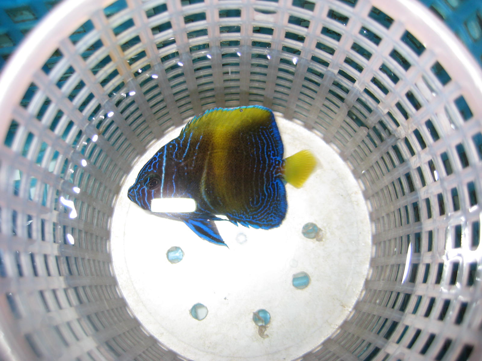 Fish & Aquarium - Blue Planet Aquahouse